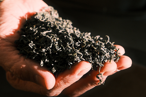 Used Tea Leaves for Houseplants? Yes, and Here’s How